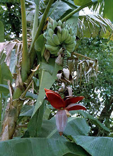 Musa paradisiaca: Musa paradisiaca
